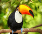 Toco Toucan – Paint by Numbers Home